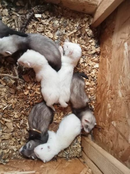 ferret | 16 All Sections Ads For Sale in Ireland | DoneDeal