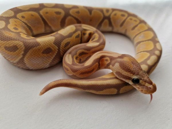 Reptiles Ads For Sale in Ireland | DoneDeal