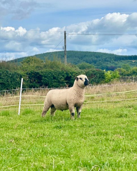 Livestock Ads For Sale in Limerick | DoneDeal