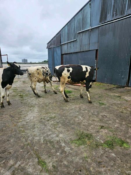 Dairy Cattle Ads For Sale in Ireland | DoneDeal