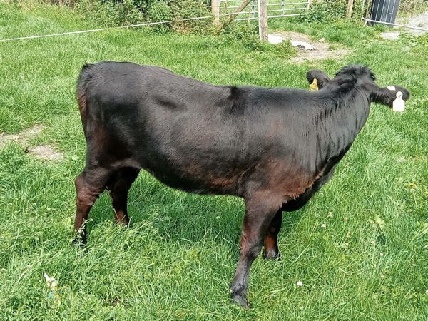 Beef Cattle Ads For Sale in Ireland | DoneDeal