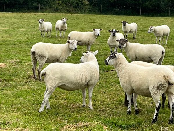 Sheep Ads For Sale in Connacht | DoneDeal