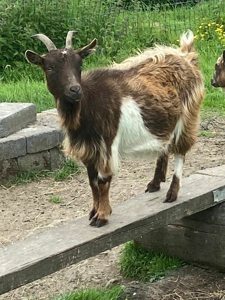 silage-trailers Goats Ads For Sale in Ireland | DoneDeal