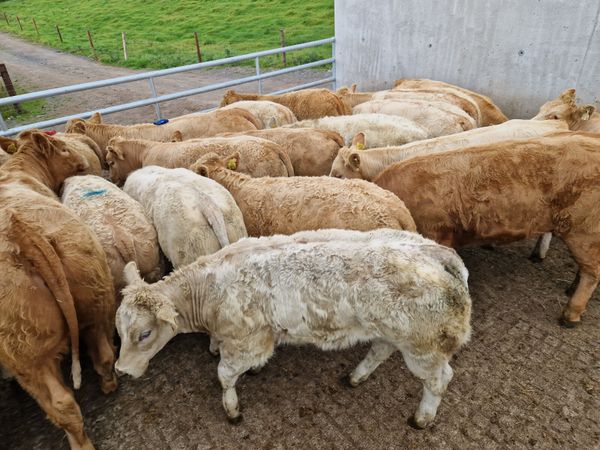 david-brown-996-tractor-with-loader Beef Cattle Ads For Sale in Ireland ...