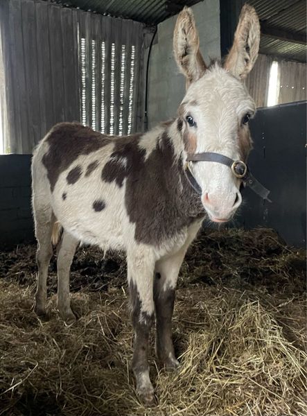 tile-and-marmolium-stripper-and-floor-grinding Donkeys Ads For Sale in ...
