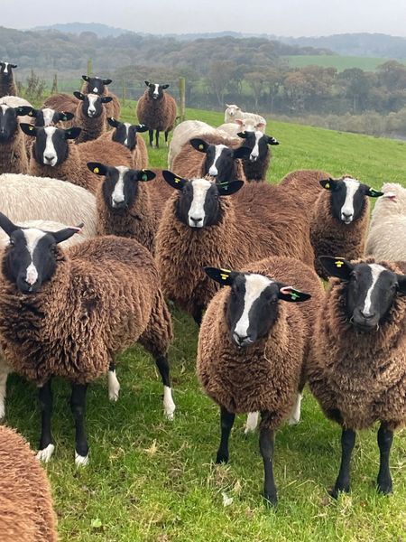 marantz-sony-cd-players Sheep Ads For Sale in Ireland | DoneDeal