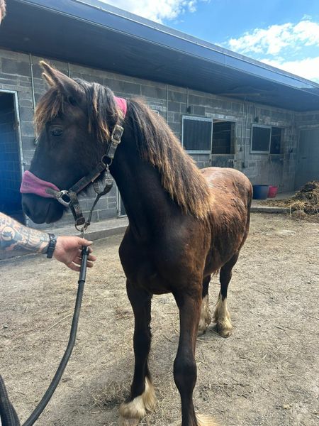 mother-of-the-bride-groom-outfits Cobs Ads For Sale in Ireland | DoneDeal