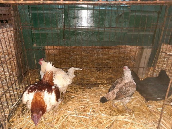 silkie pullets | 5 All Sections Ads For Sale in Ireland | DoneDeal