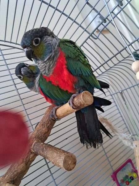 scaffold-tower Birds Ads For Sale in Ireland | DoneDeal