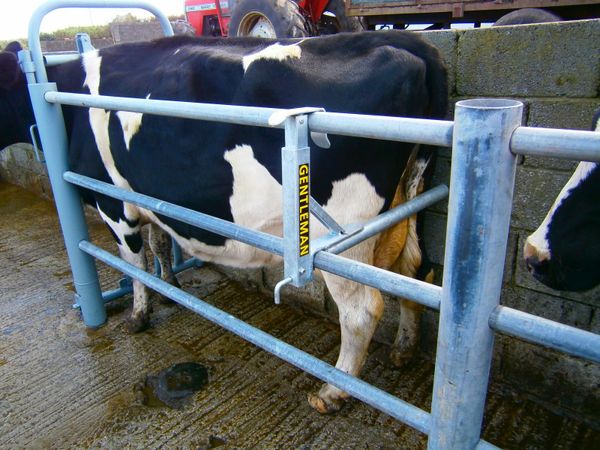 300213 new holland rake tines | 2 Livestock Ads For Sale in Ireland ...