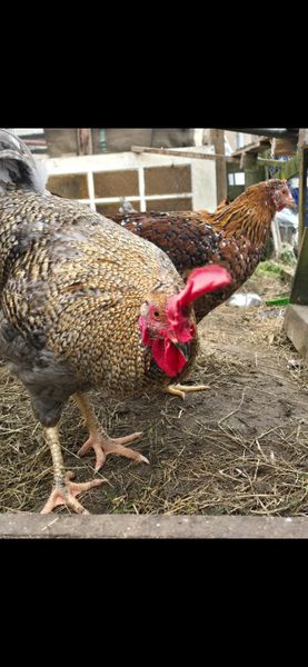 dutch-built-steel-hull-cruiser-stevens Poultry Ads For Sale in Ireland ...