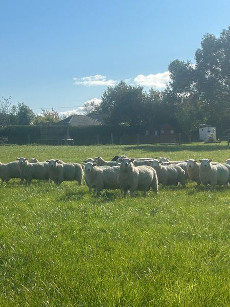 fluid-turbo-trainer Sheep Ads For Sale in Ireland | DoneDeal