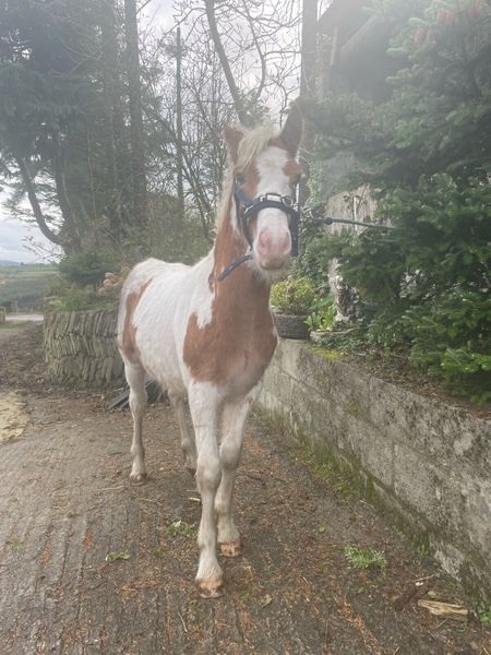 Cobs Ads For Sale in Ireland | DoneDeal