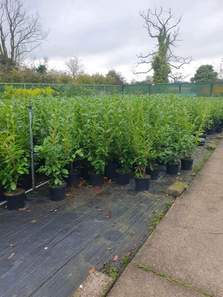 hazel green | 20 All Sections Ads For Sale in Ireland | DoneDeal