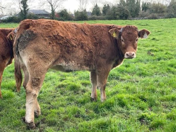 Beef Cattle Ads For Sale in Galway | DoneDeal