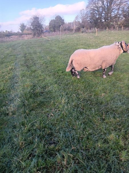 dog-kennels-enclosure Sheep Ads For Sale in Ireland | DoneDeal