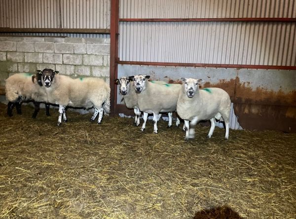 sheep mayo | 17 All Sections Ads For Sale in Ireland | DoneDeal