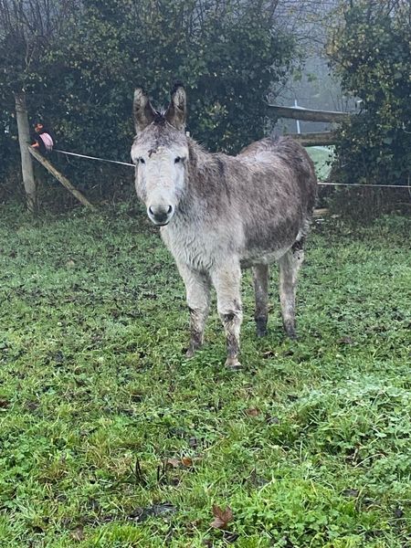 stone-cladding-stone-cladding Donkeys Ads For Sale in Ireland | DoneDeal