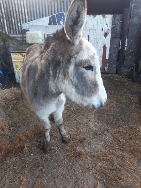 ringworm-treatment Donkeys Ads For Sale in Ireland | DoneDeal