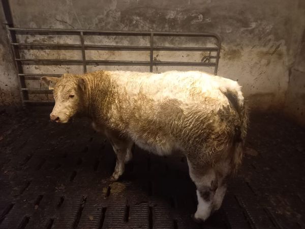 castlerea mart | 16 All Sections Ads For Sale in Ireland | DoneDeal