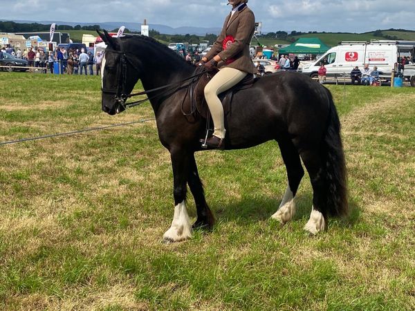 jumping cob | 22 All Sections Ads For Sale in Ireland | DoneDeal