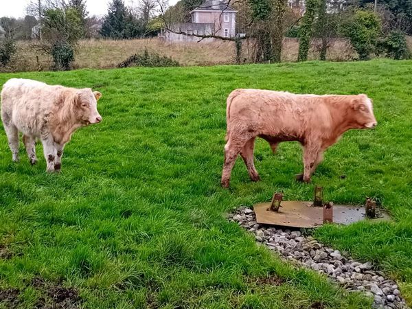 teagle-tomahawk-bale-processor Beef Cattle Ads For Sale in Ireland ...