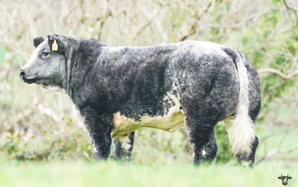 stanley-oil-range Livestock Ads For Sale in Ireland | DoneDeal