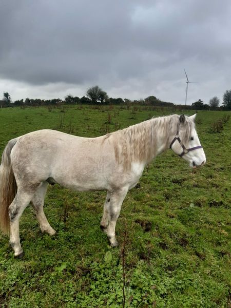 shetland pony for sale | 141 All Sections Ads For Sale in Ireland ...