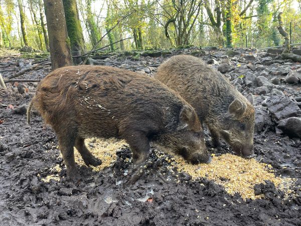 pitch-pine-cladding Pigs Ads For Sale in Ireland | DoneDeal