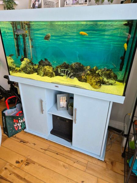 trike-conversions Fish Ads For Sale in Ireland | DoneDeal