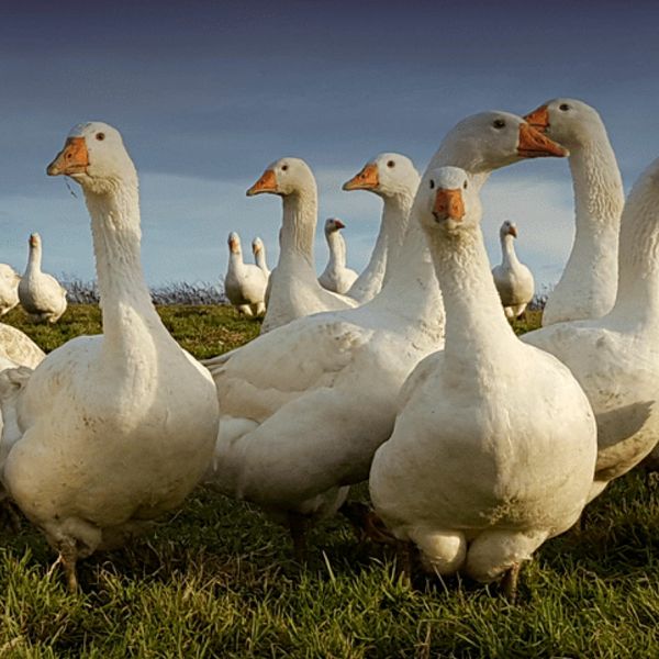 Poultry Ads For Sale in Ireland | DoneDeal