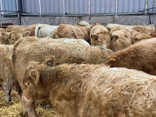 dando-150-drilling-rig Beef Cattle Ads For Sale in Ireland | DoneDeal