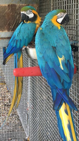 solid-wood-sash-windows Birds Ads For Sale in Ireland | DoneDeal