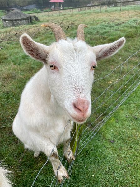trike-conversions Goats Ads For Sale in Ireland | DoneDeal