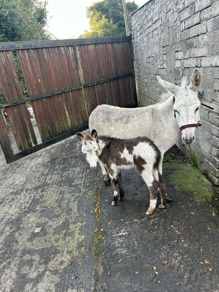 stone-picker Donkeys Ads For Sale in Ireland | DoneDeal
