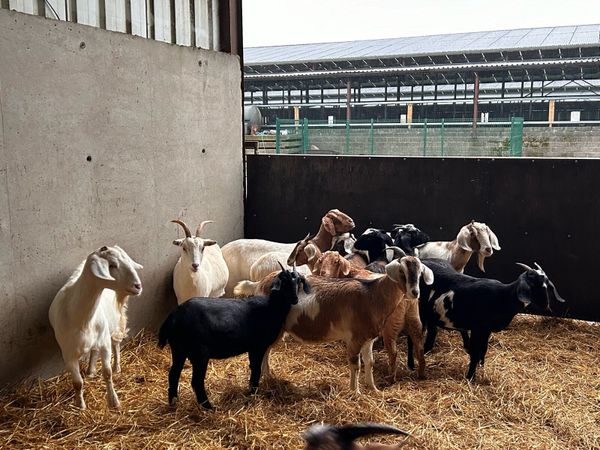 wall-framing-wall-panelling Goats Ads For Sale in Ireland | DoneDeal