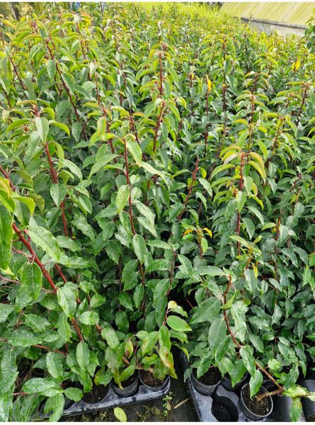 irish pot | 46 House & DIY Ads For Sale in Ireland | DoneDeal