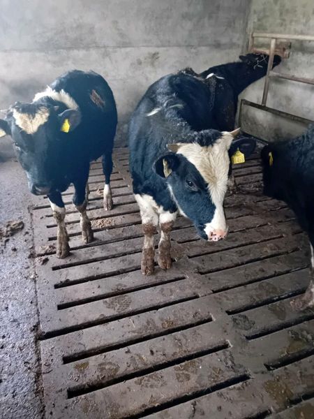 solid-wood-dining-table Livestock Ads For Sale in Ireland | DoneDeal