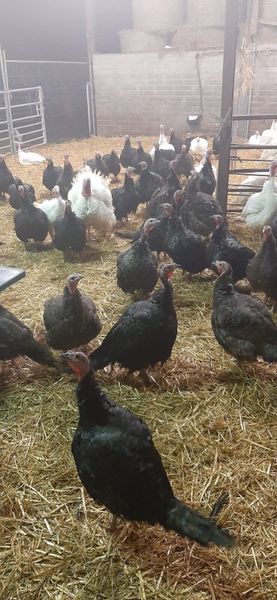 Poultry Ads For Sale in Offaly | DoneDeal