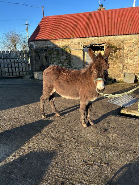 bmw-motorrad-navigator-v-with-lifetime-map-updates Donkeys Ads For Sale ...