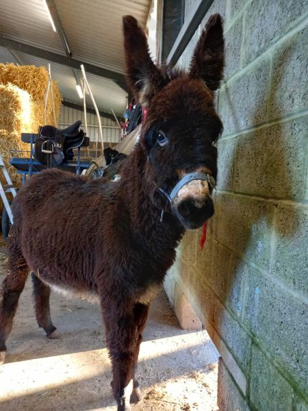 reinforcing-mesh-and-bars Donkeys Ads For Sale in Ireland | DoneDeal