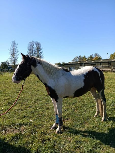 showjumping ponies | 22 Horses Ads For Sale in Ireland | DoneDeal