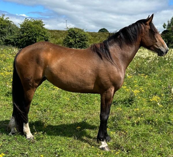 Irish Draught | 118 Horses Ads For Sale in Ireland | DoneDeal