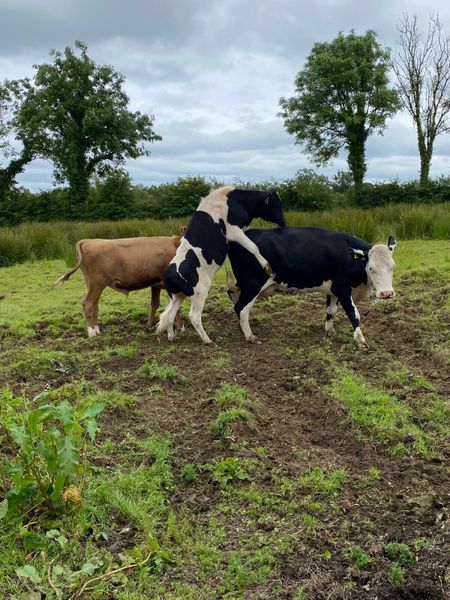 vasectomised bulls | 9 All Sections Ads For Sale in Ireland | DoneDeal