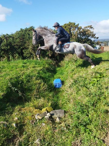 vicon-spinner Animals Ads For Sale in Ireland | DoneDeal