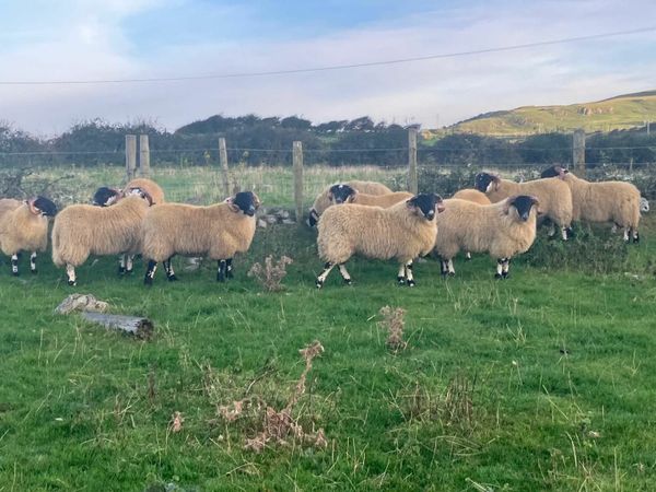 Sheep Ads For Sale in Donegal | DoneDeal