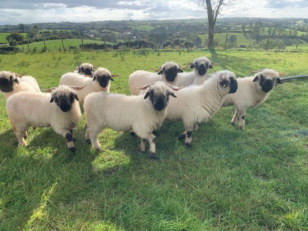 Sheep Ads For Sale in Ulster | DoneDeal