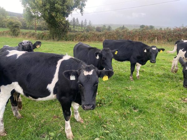 difco-turf-machine Dairy Cattle Ads For Sale in Ireland | DoneDeal