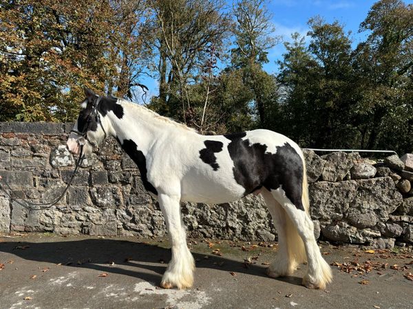 osmo do it all | 2,135 All Sections Ads For Sale in Ireland | DoneDeal