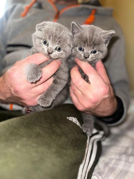 bailey-pageant Animals Ads For Sale in Ireland | DoneDeal